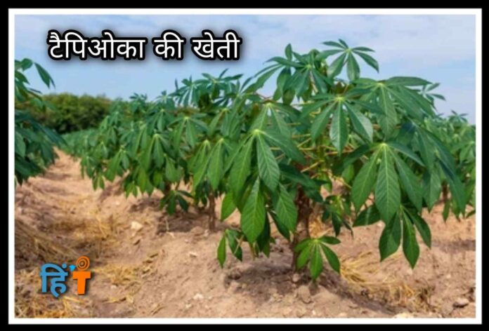 Tapioca meaning in hindi : टैपिओका कसावा क्या है What is tapioca in ...